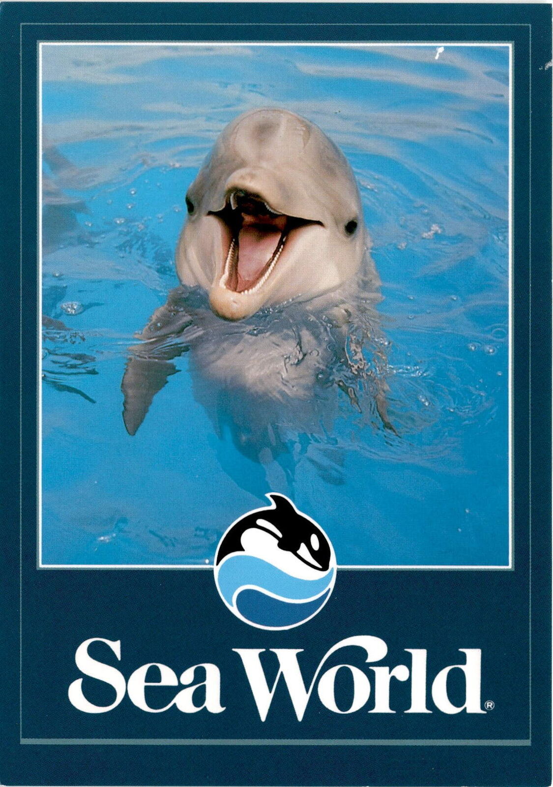 Sea World dolphin photo credit 1986 Japan marine park theme park Sea Wo ...