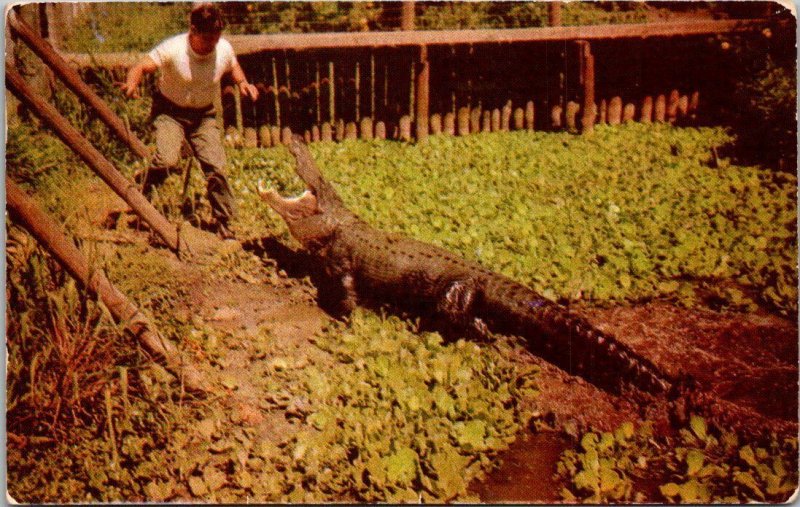 Florida Silver Springs Ross Allen's Big George Largest Alligator In ...