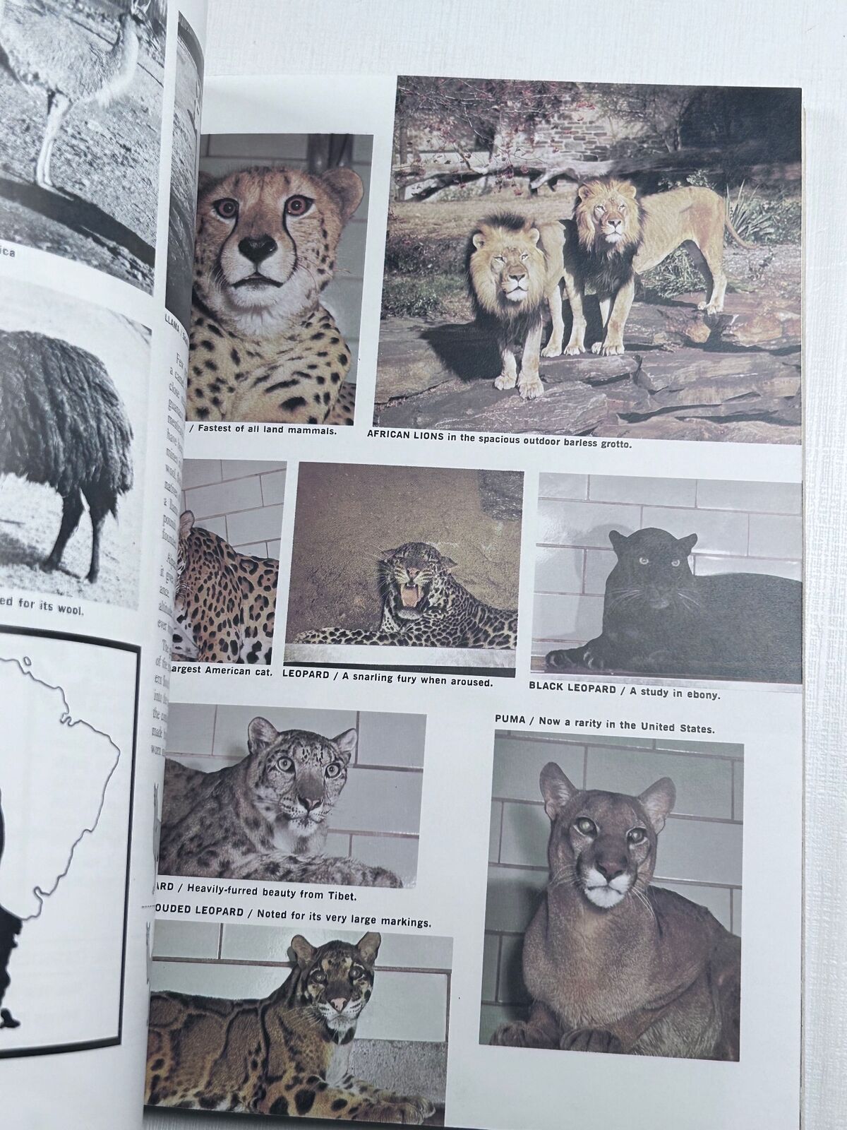 Philadelphia PA Zoo Animal Book and Guide to the Garden 1964 | Ephemera ...