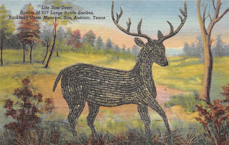 Buckhorn Curio Museum Large Rattle Snakes - San Antonio, Texas TX ...