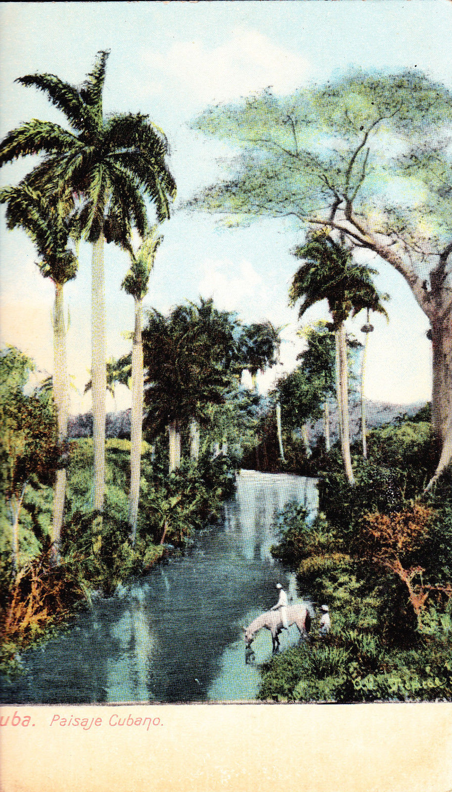 Vintage Postcard, Paisaje Cubano, Cuba Palm Trees, Horse, River C16 ...