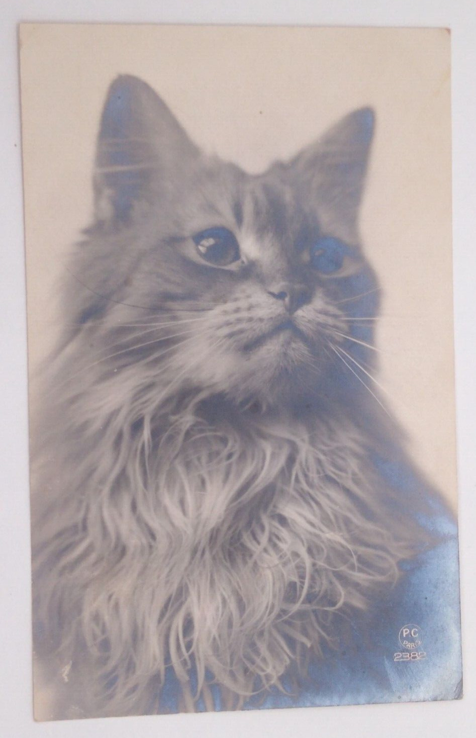 1920s Cute Adorable Cat Kitten RPPC Vintage Antique French Postcard ...