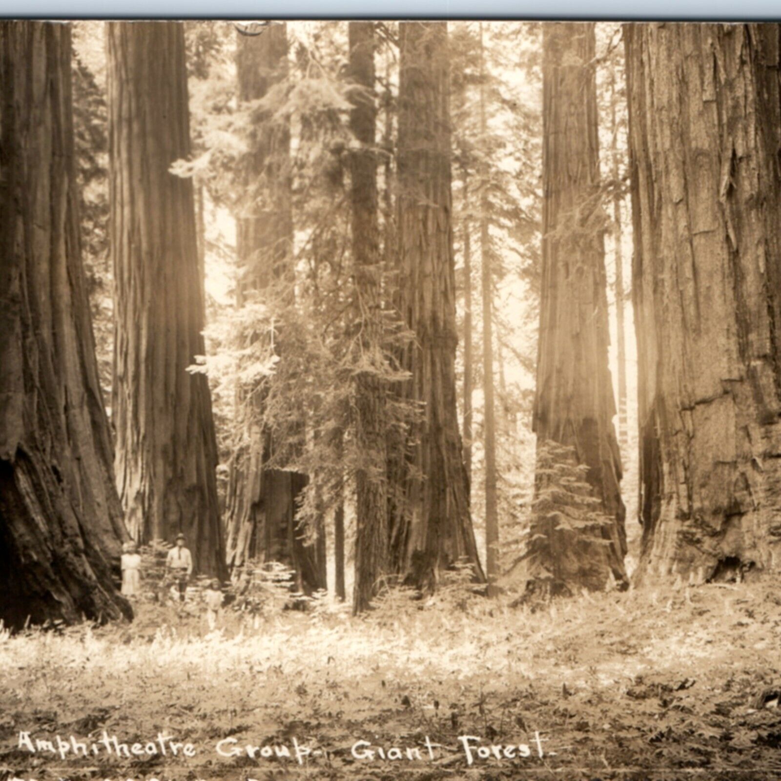 c1910s Giant Forest Amphitheater, Sequoia National Park, CA RPPC Real ...