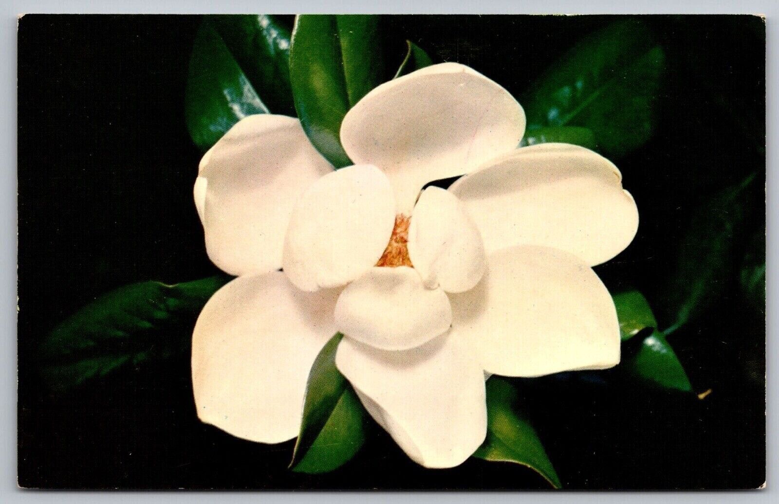 Magnolia State Flower Mississippi Evergreen Grandiflora S Postcard UNP ...