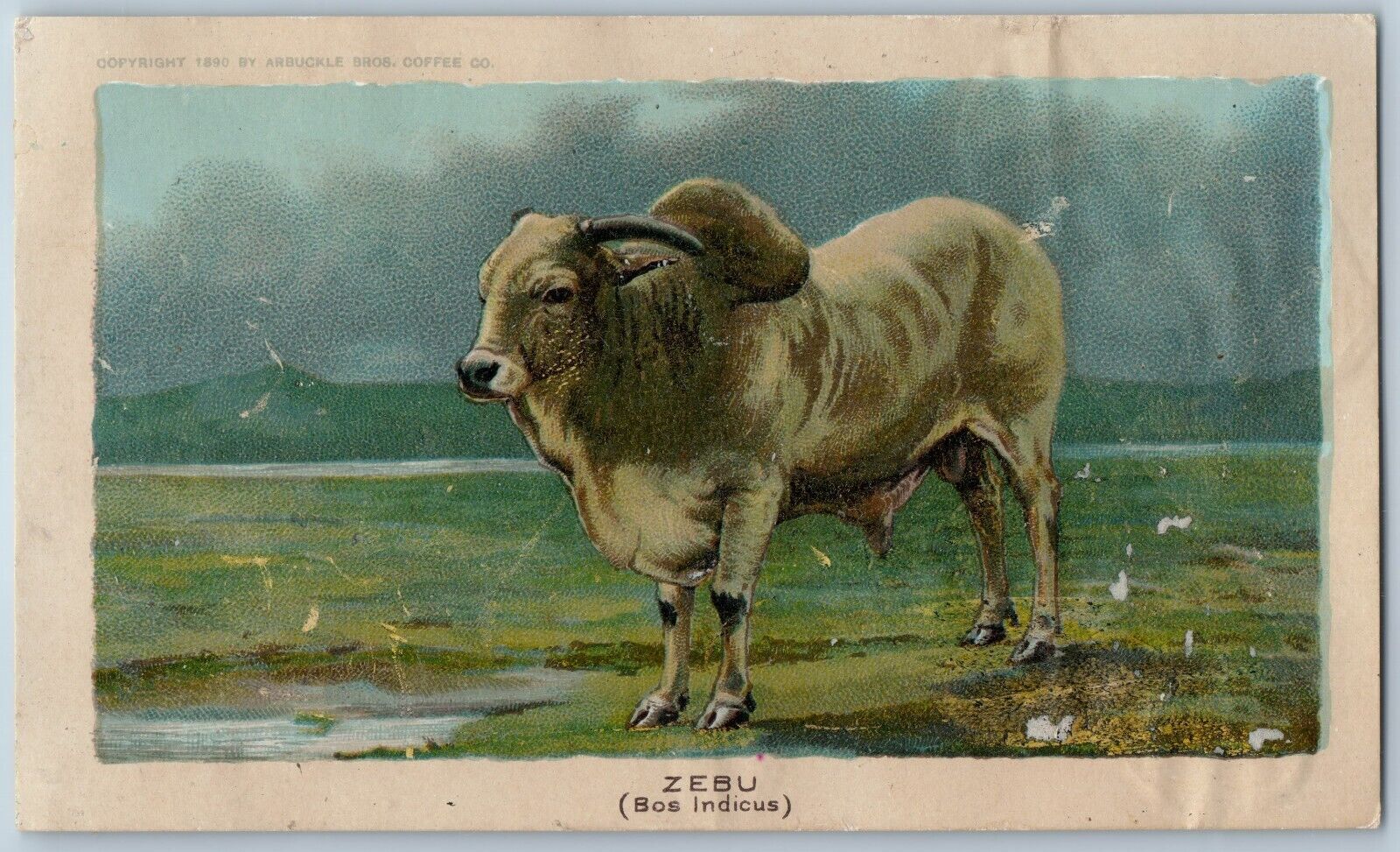 1890 Zebu (Bos Indicus) Cow Cattle Arbuckle Bros Ariosa Coffee Trade ...