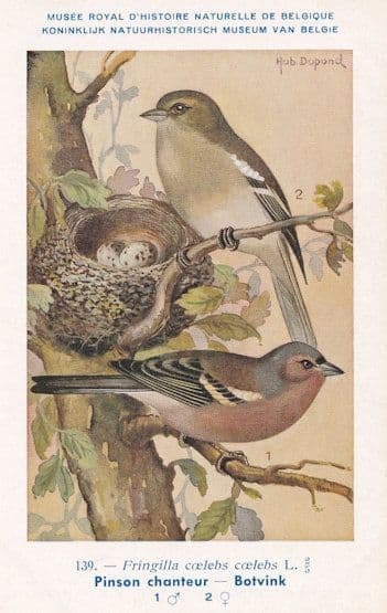 Pinson Chanteur Song Sparrow Vintage WW2 Bird Rare Postcard | Topics ...