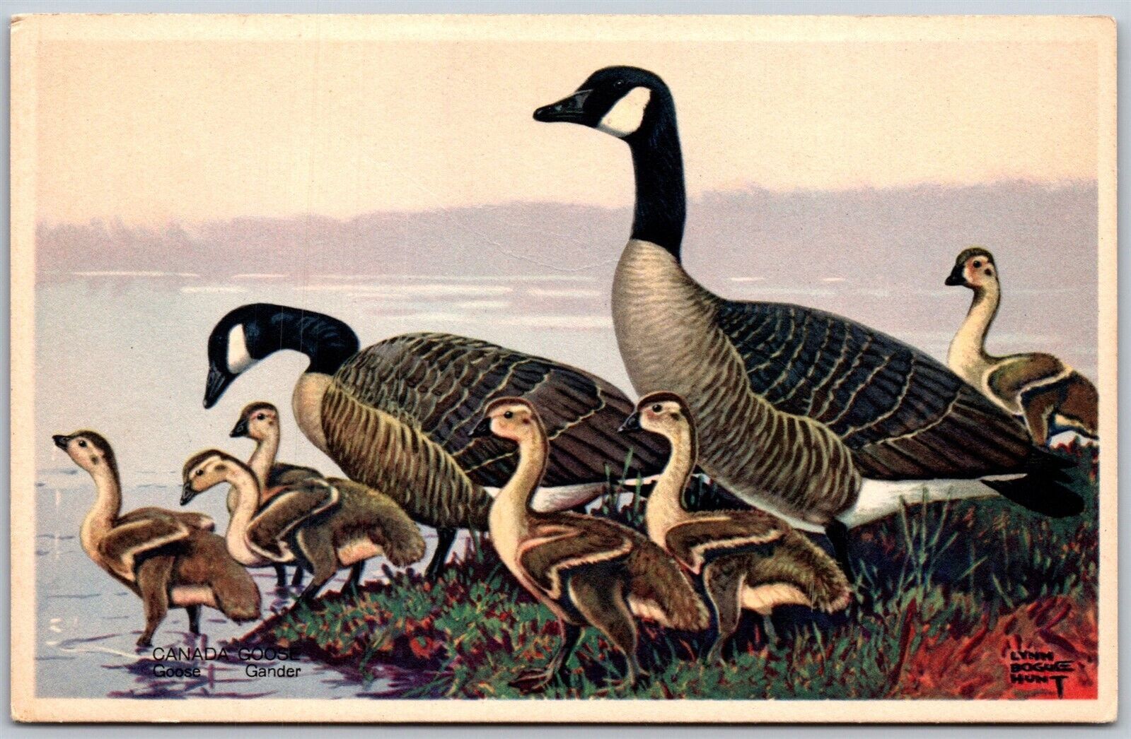 Vtg Canada Goose Goose Gander Wildlife Series 10 Lynn Bogue Hunt 1939 ...
