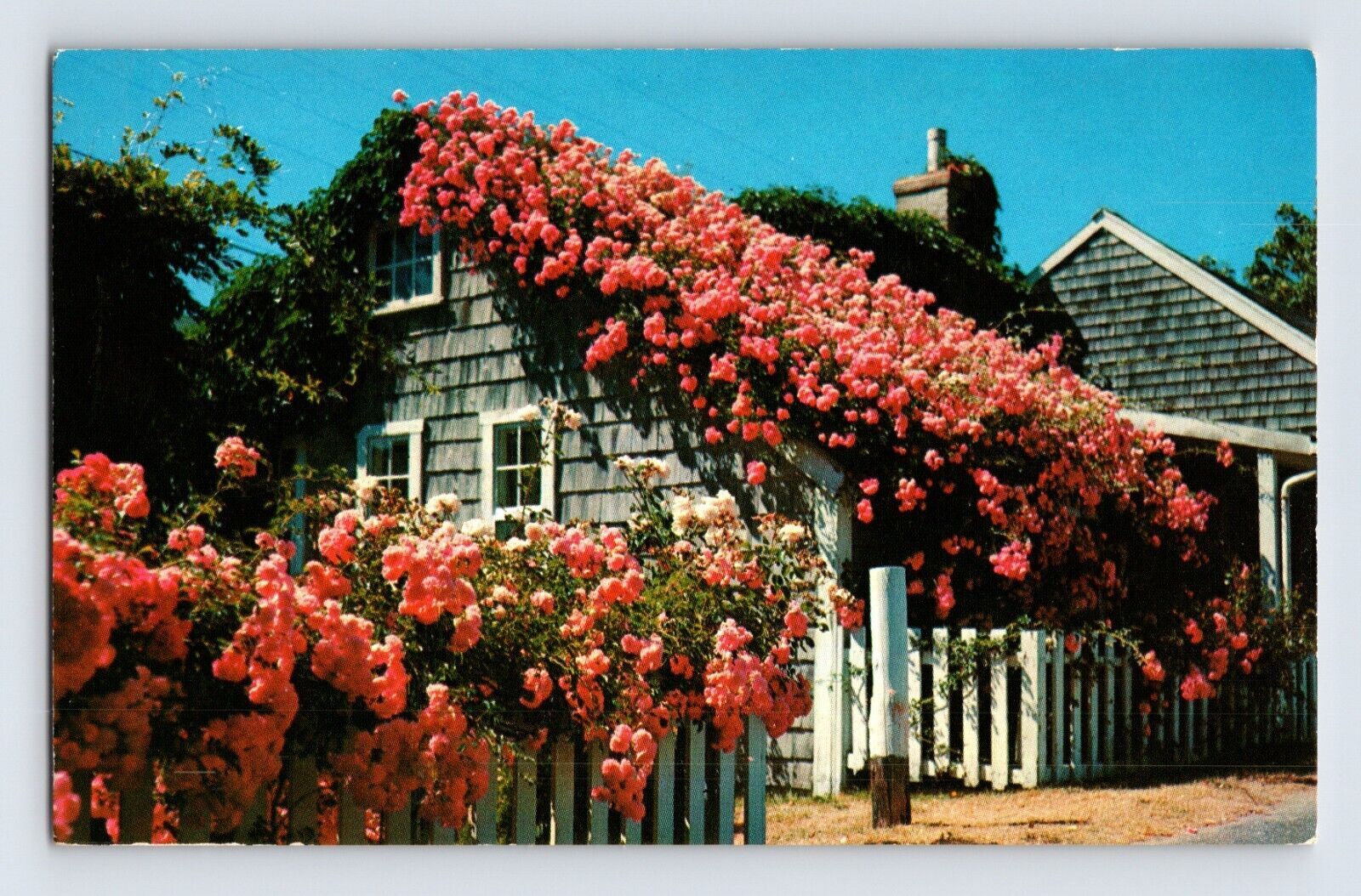 Postcard Massachusetts Cape Cod MA Cottage Rose Bush 1960s Unposted ...