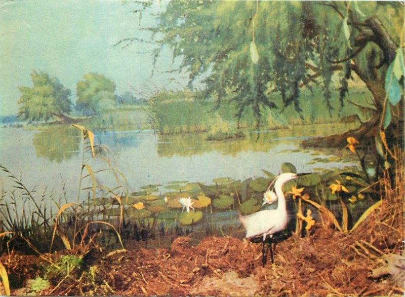 Romania Tulcea Muzeul Deltei Dunarii Diorama Zalog flora fauna Delta ...