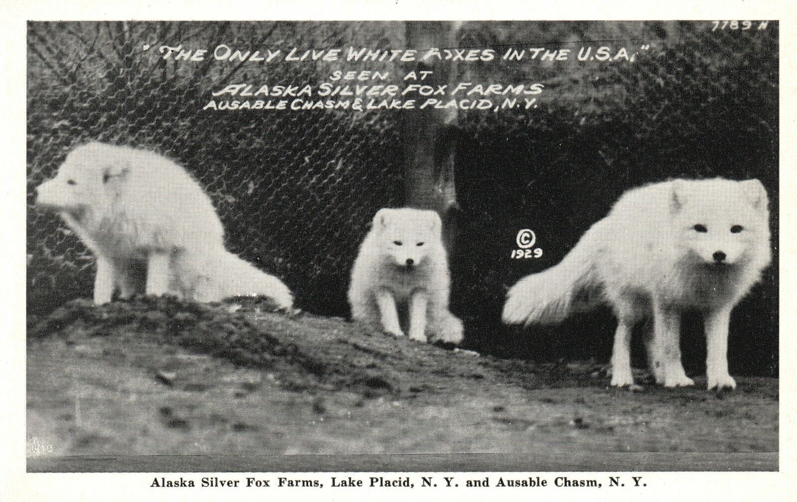 Vintage Postcard 1920's Live White Foxes Alaska Sliver Fox Farms Lake ...