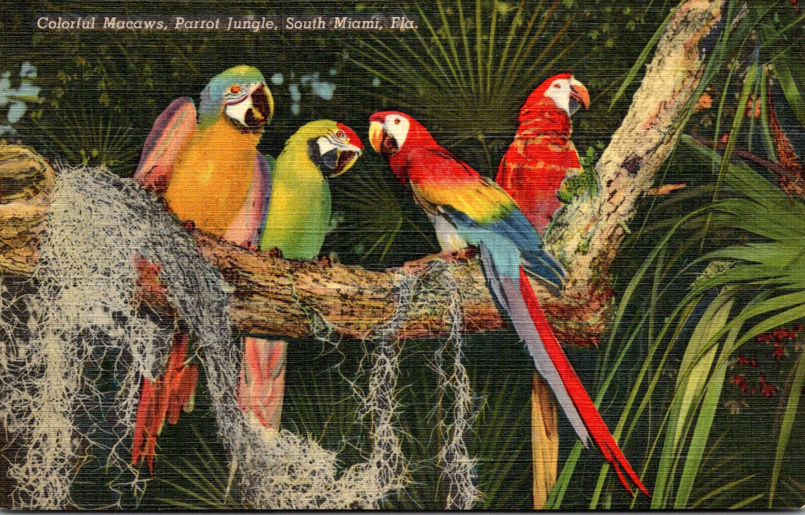 Florida South Miami Colorful Macaws At Parrot Jungle Curteich | United ...