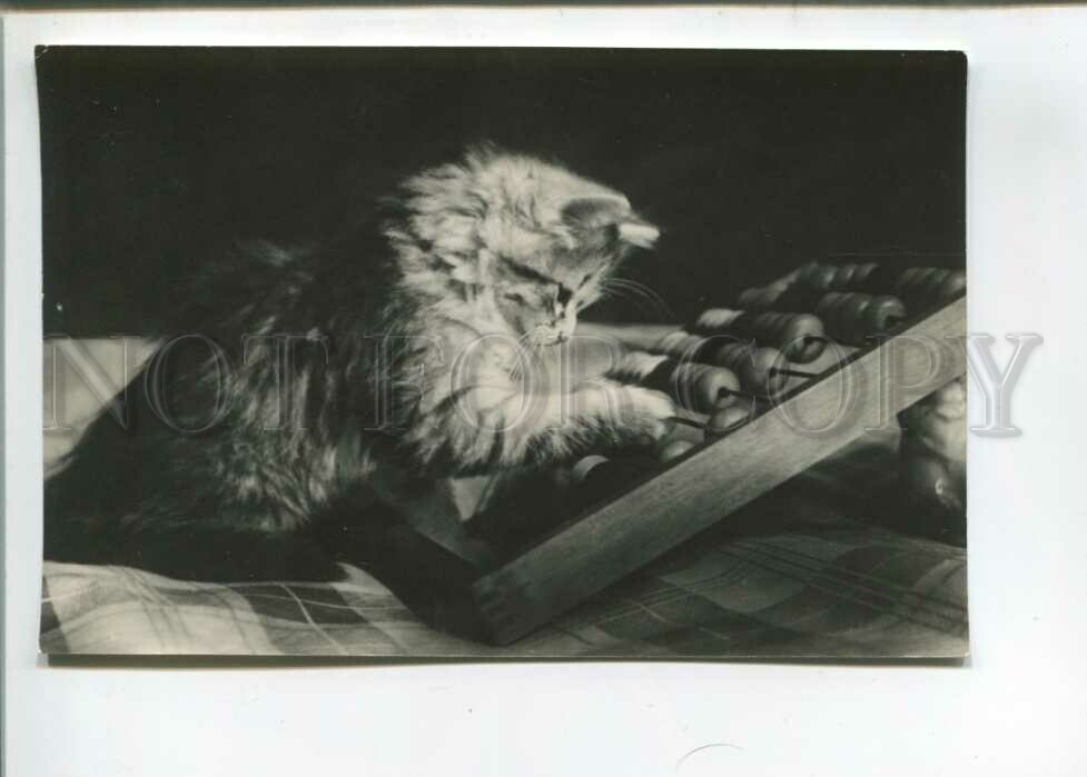 473375 USSR 1955 kitten with bills photo by Erofeev edition 20000 ...