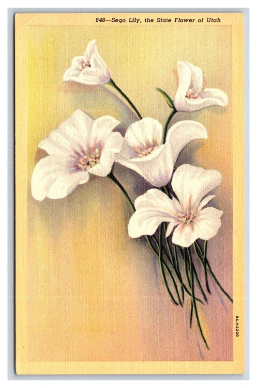 Sego Lily Blossom Utah State Flower UT UNP LInen Postcard R27 | United ...