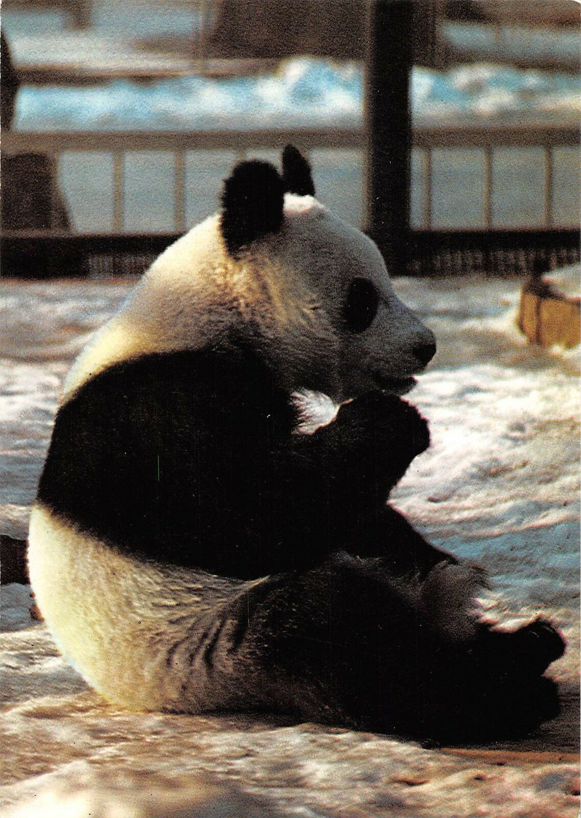 BR88979 berlin zoo pandabar panda bear ours animal animaux | Europe ...