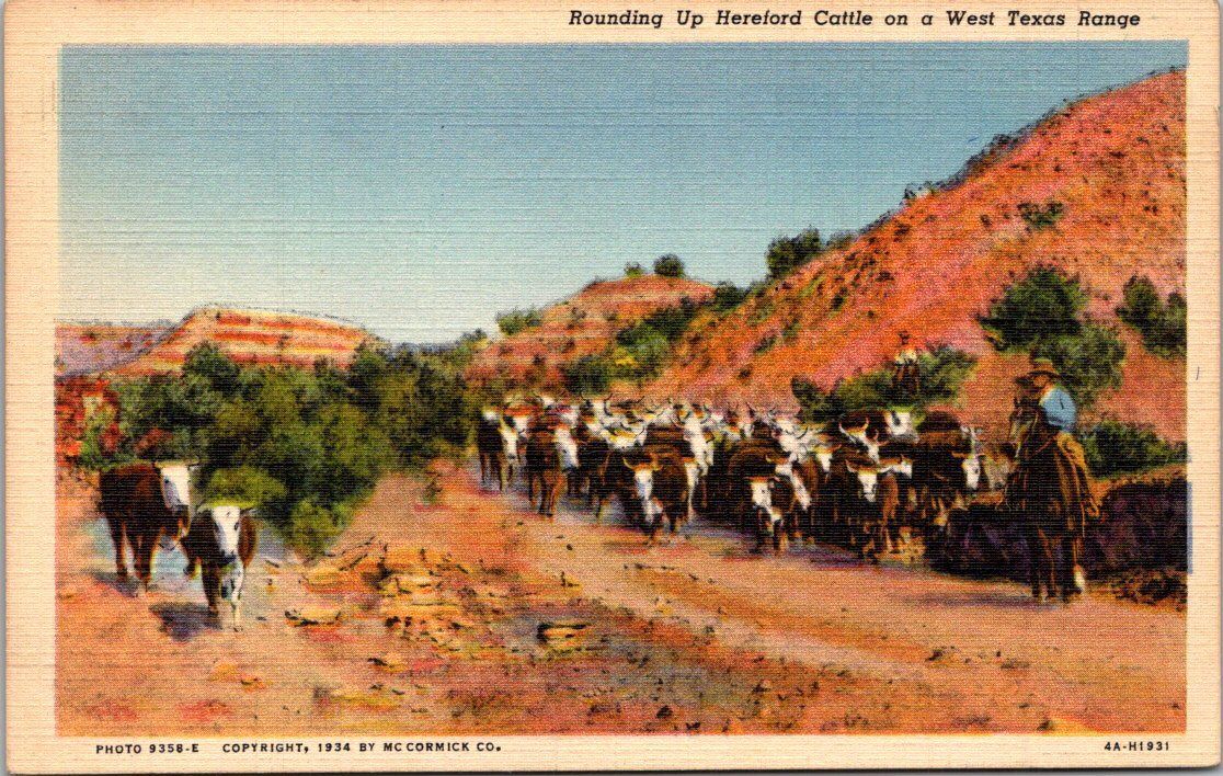 Texas Cows Rounding Up Cattle On A West Texas Range Curteich | United ...