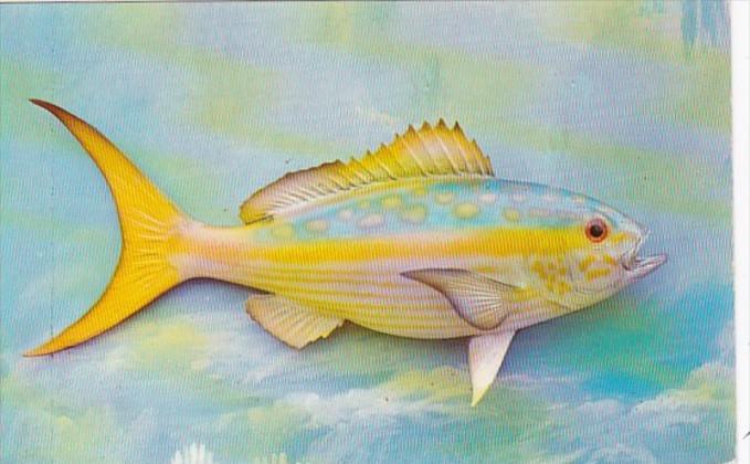 Florida Native Fish Yellowtail Florida Keys | Topics - Animals - Fishes ...