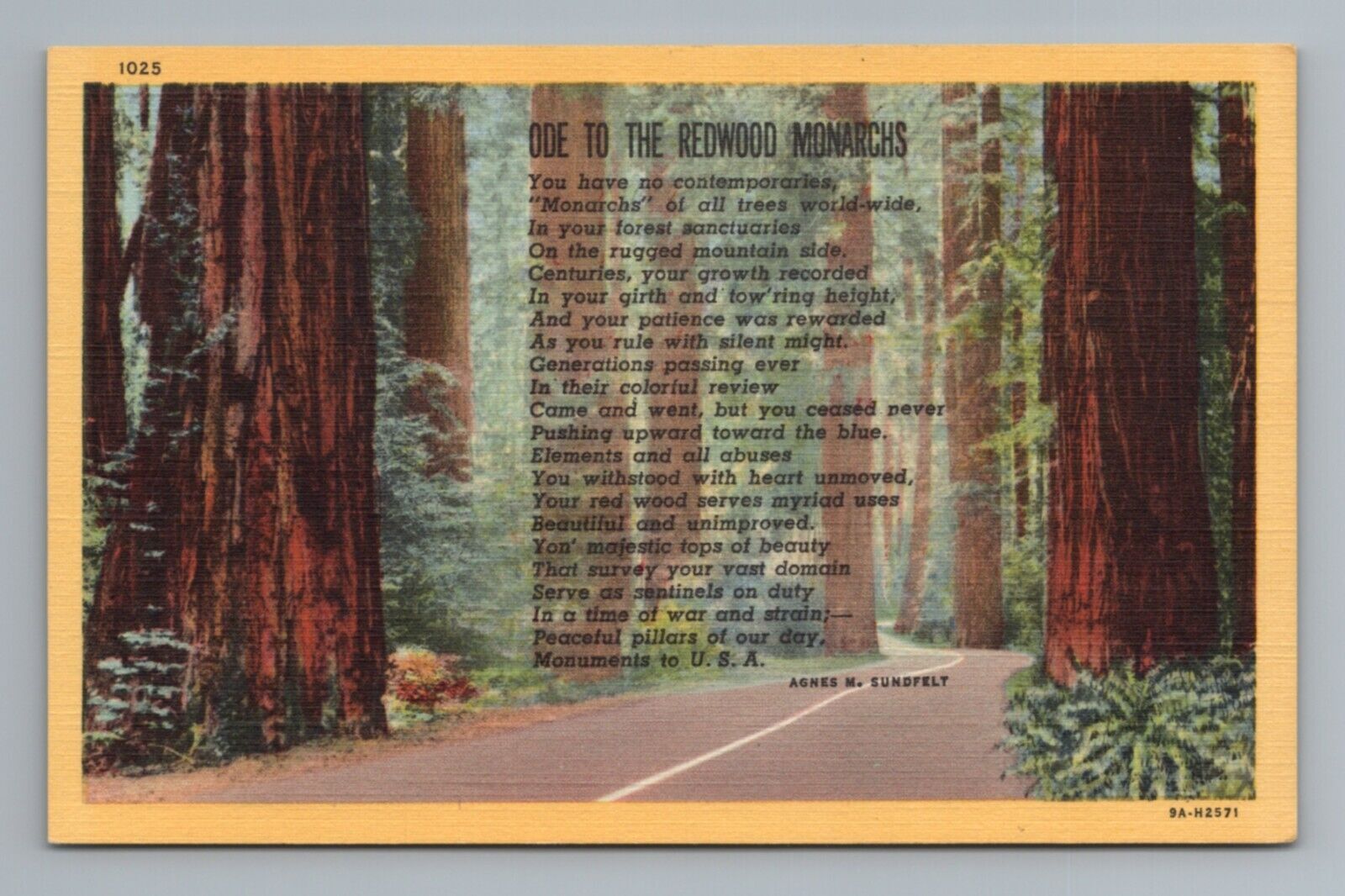 Sunfelt Monarchs Poem Redwood Big Tree Highway California Postcard ...