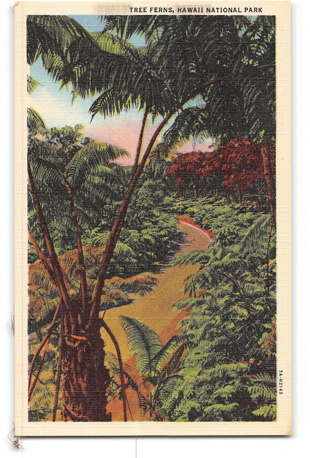 Hawaii HI Postcard 1930-1950 Tree Ferns on Volcano Road Hawaii National ...