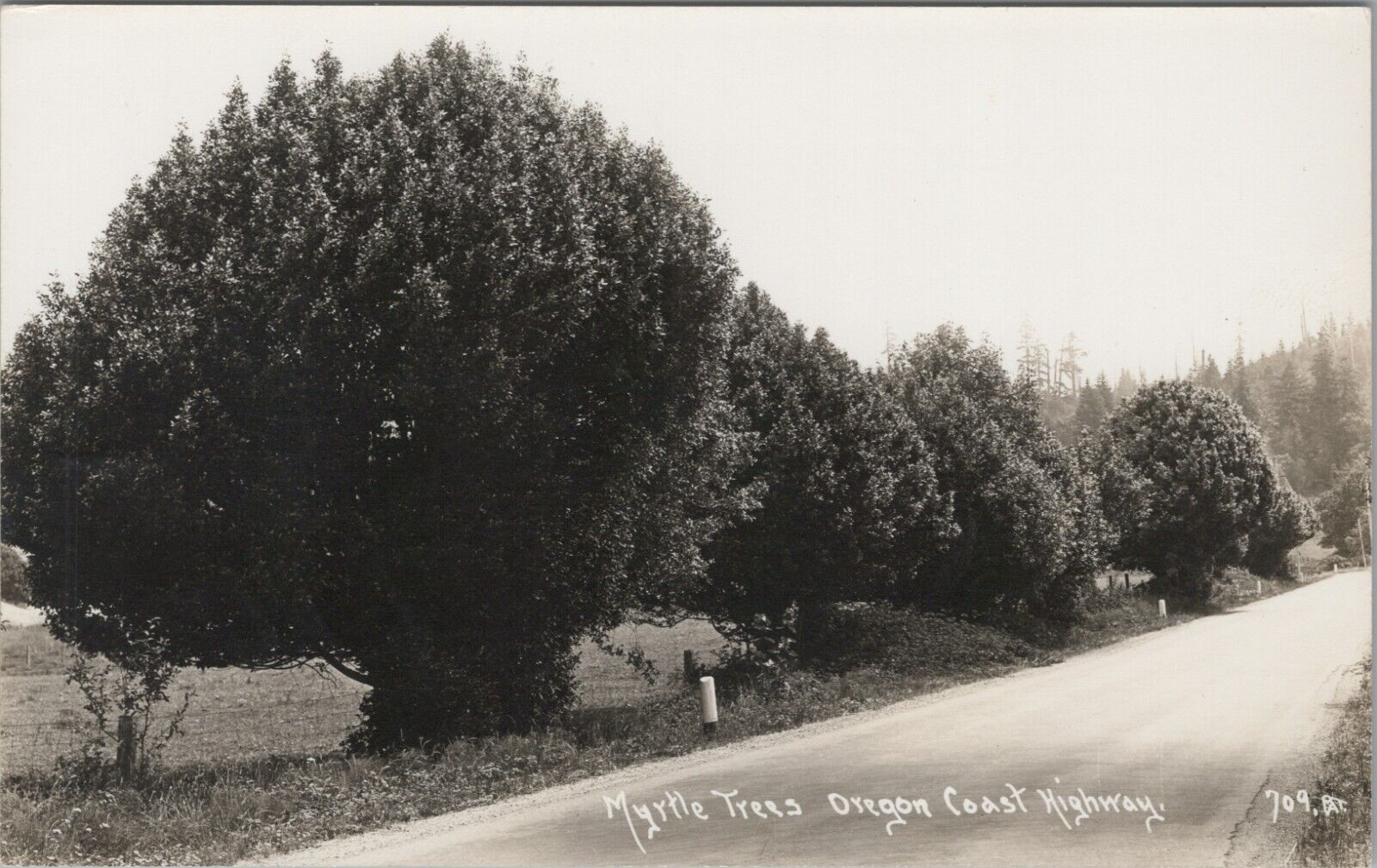 RPPC Myrtle Tree OR Oregon Coast Highway c1940s Patterson photo ...