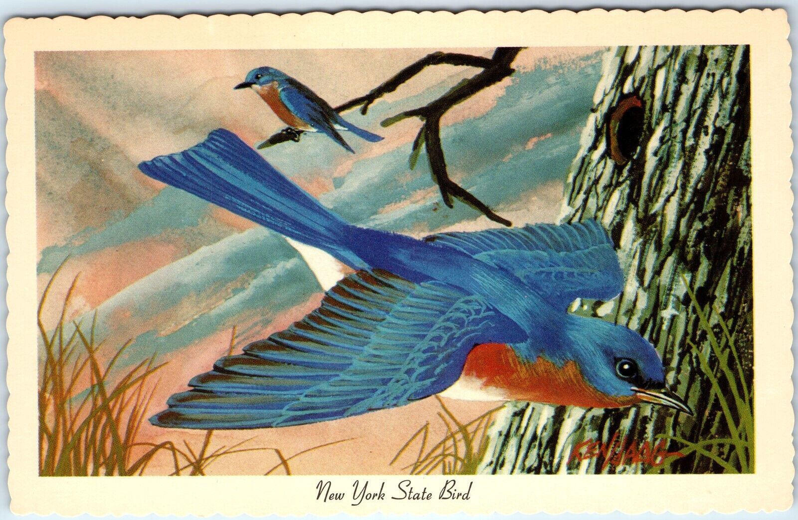 1967 NY New York Blue Bird Bluebird Sialia sialis Ken Hagg Painting Art ...