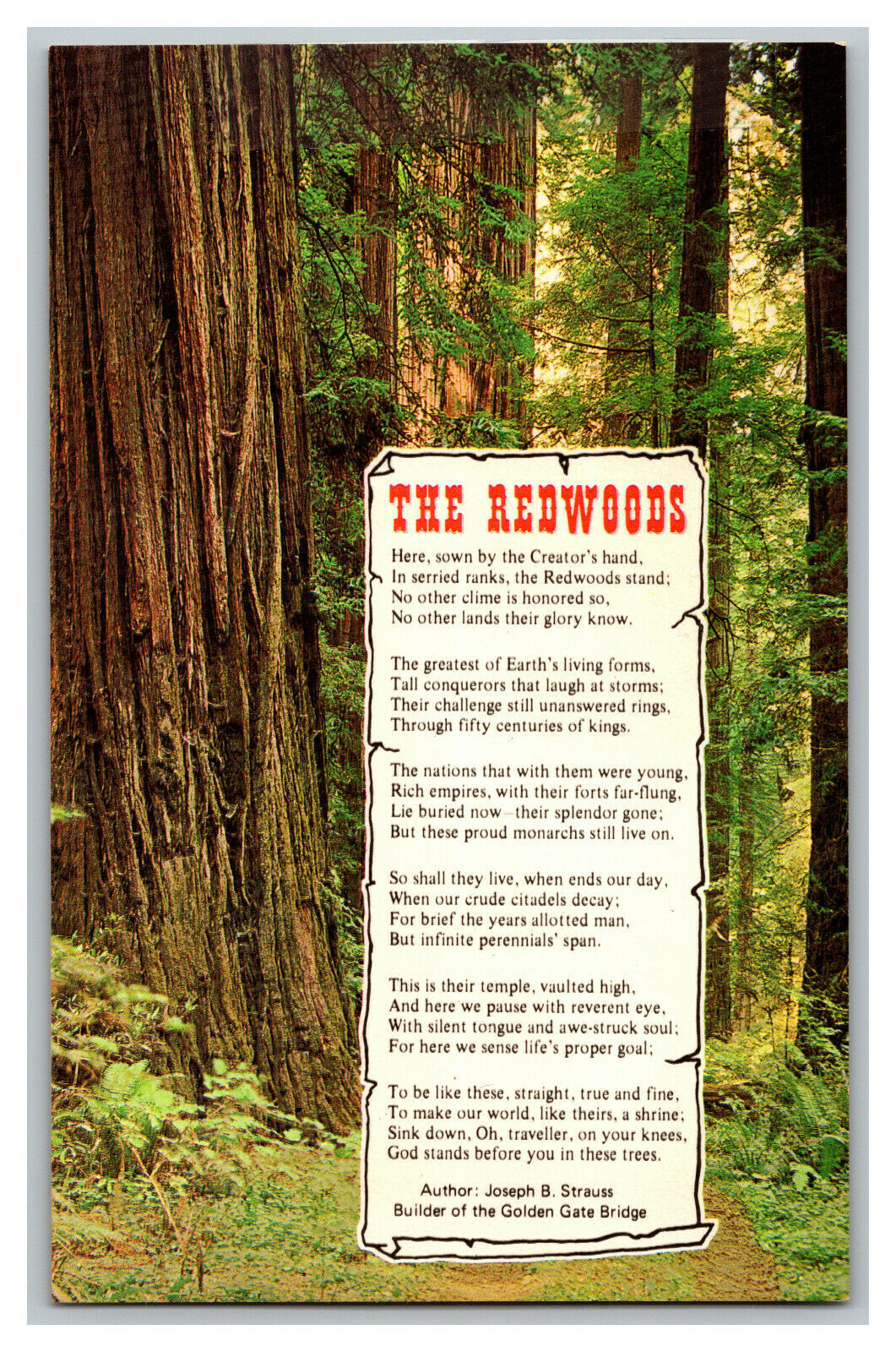 The Redwoods Poem By Joseph B. Strauss Vintage Standard View Postcard ...