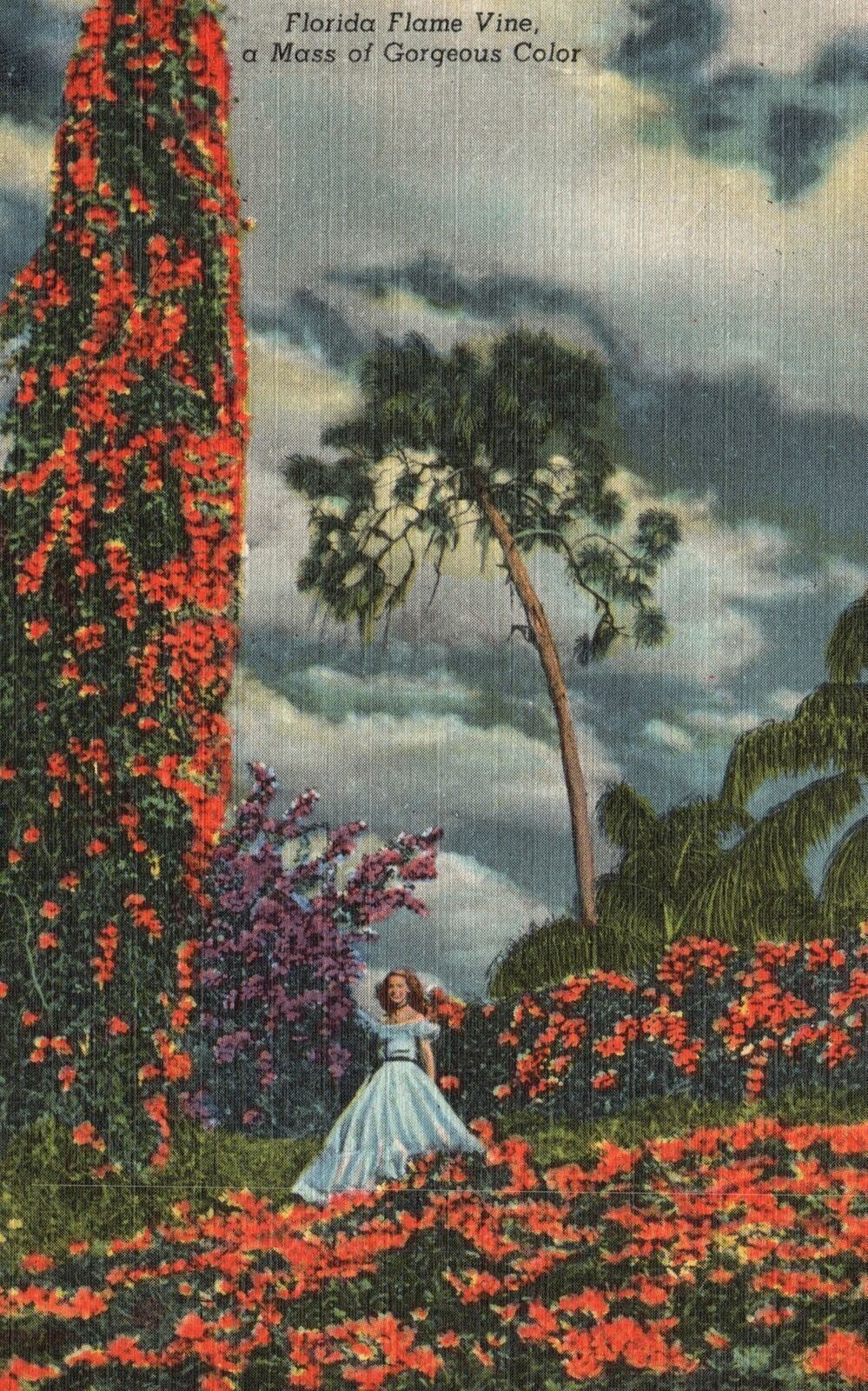 Vintage Postcard Flame Vine A Mass Of Gorgeous Color Flower Gardens ...