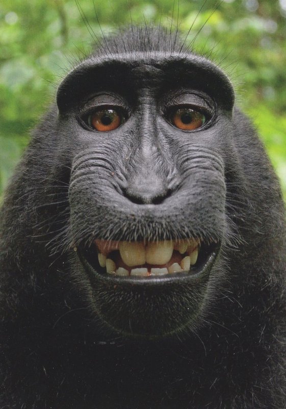 Funny Face Monkey Witzigger Affe Ape Comic German Animal Postcard ...