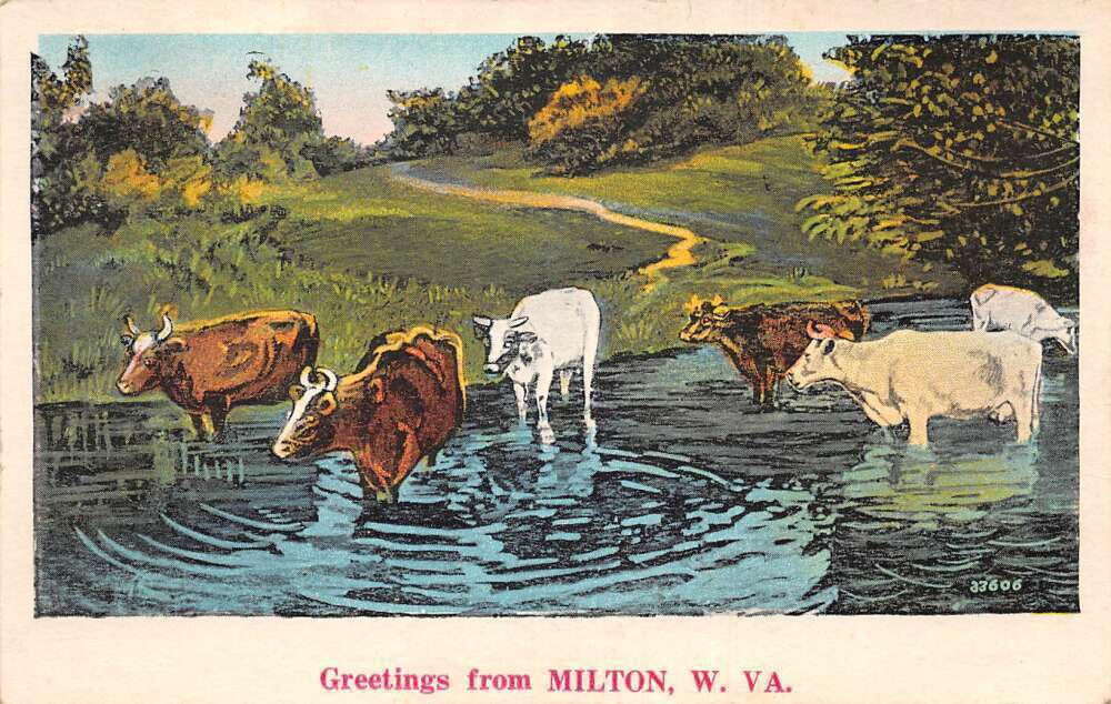 Milton West Virginia Greetings Cattle Cows in River Vintage Postcard ...