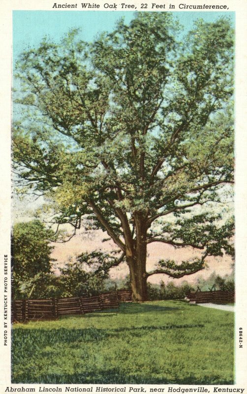 Vintage Postcard Ancient White Oak Tree Lincoln Park Hodgenville ...