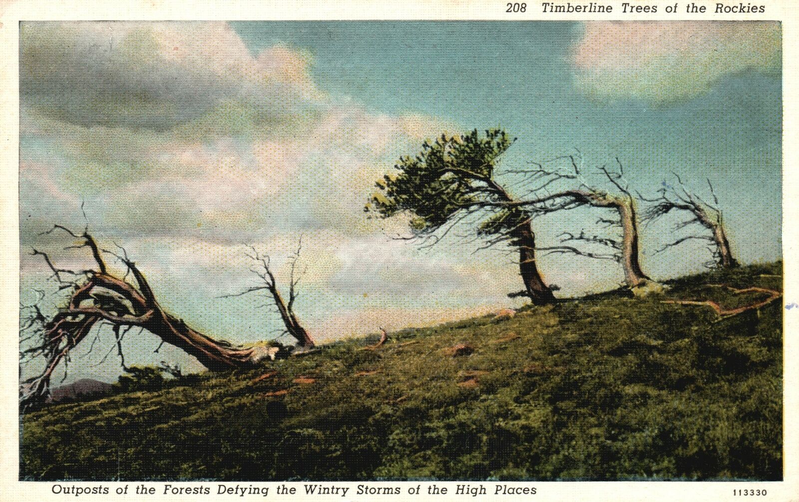 Vintage Postcard 1940 Timberline Trees of Rockies Forests Defying ...