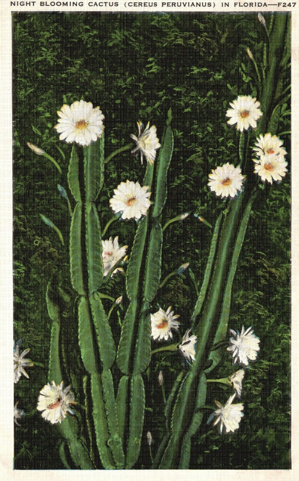 Vintage Postcard Night Blooming Cactus Cereus Peruvianus Flowers ...