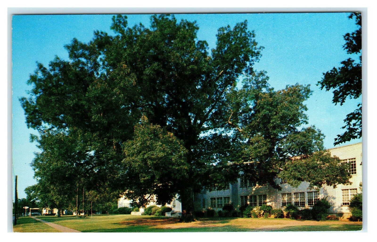 NACOGDOCHES, Texas TX ~ Historic Oak Tree HIGH SCHOOL CAMPUS c1950s-60s ...