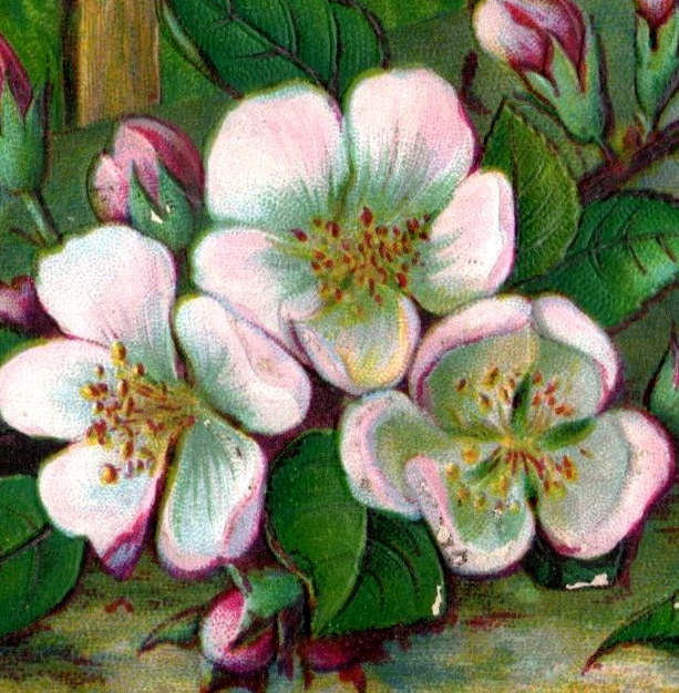 1880s Embossed Victorian Birthday Card Beautiful Blooms Flowers 7E ...