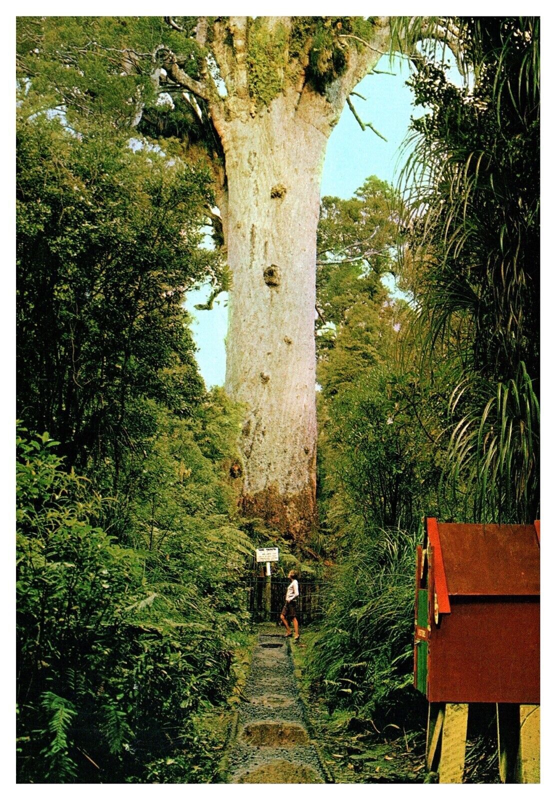 Tane Mahuta Giant Kauri Waipoua Forest Tree Nature Chrome Postcard UNP ...