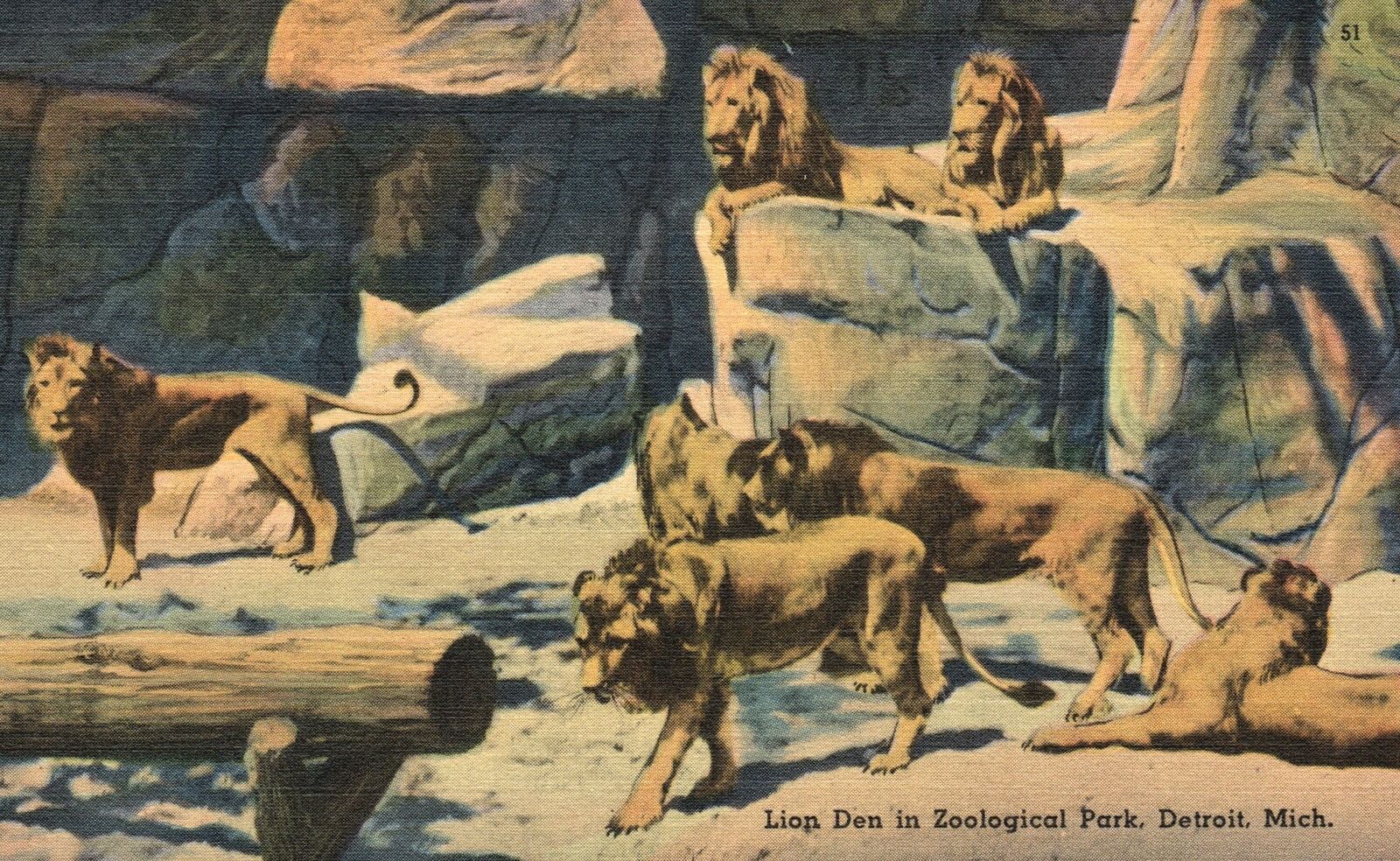 Vintage Postcard Lion Den Animal Semba the Lion Zoological Park Detroit ...