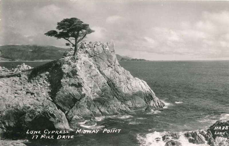 RPPC Lone Cypress at Midway Point of the 17 Mile Drive - Monterey CA ...