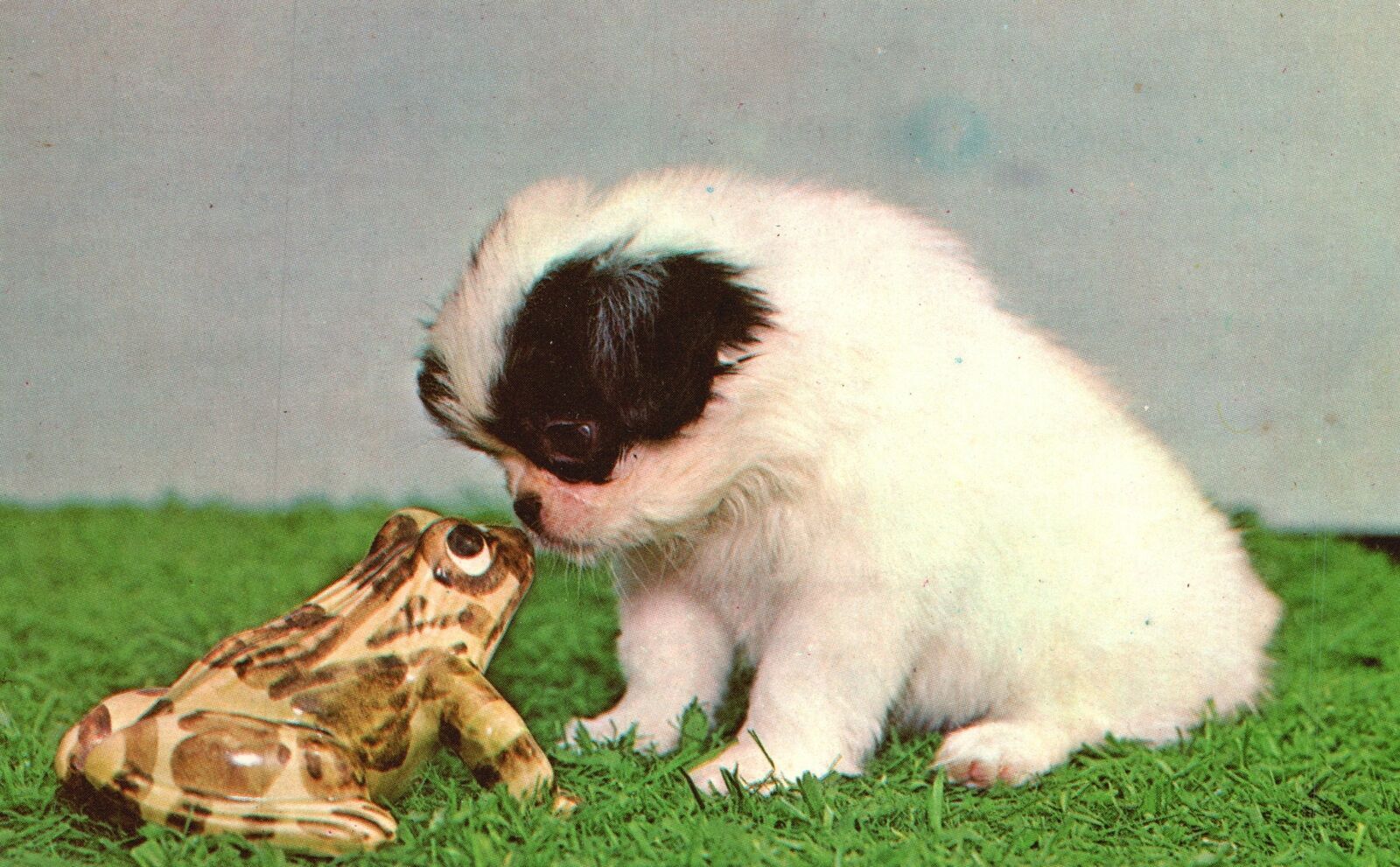Vintage Postcard 1975 Says You Frog and Puppy Dog Animals by ...