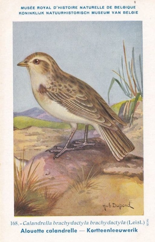 Greater Short Toed Lark Calandrella Brachydactyla WW2 Bird Rare ...