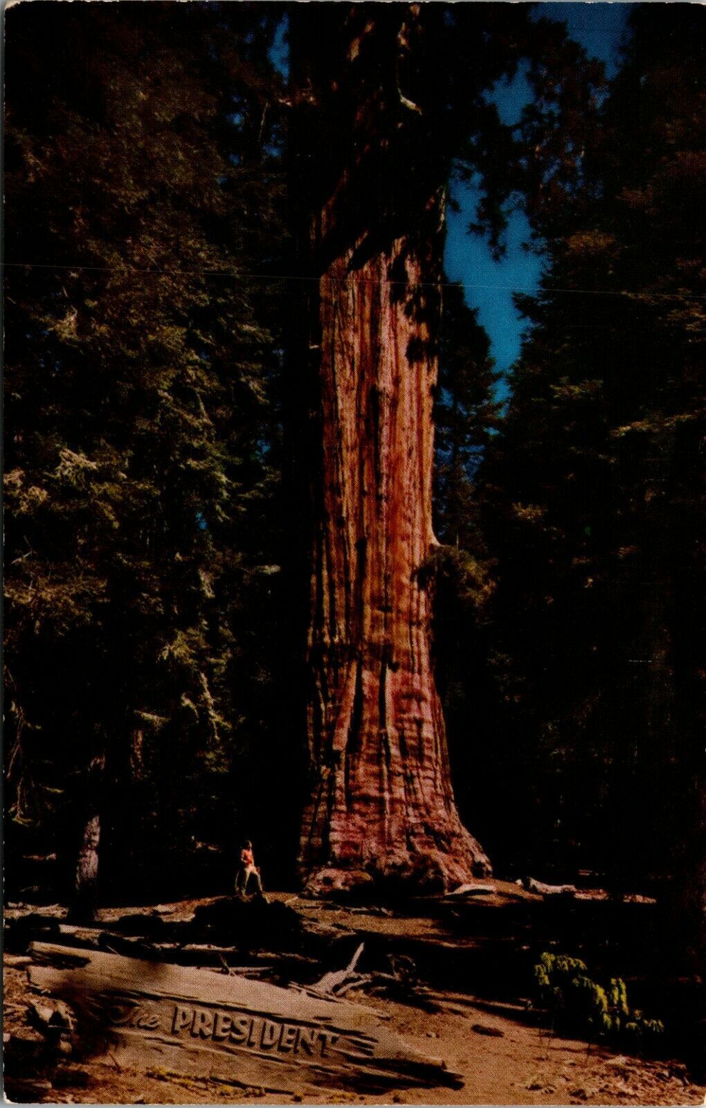 Vintage Postcard -The President Tree, Sequoia National Park CHROME PC ...