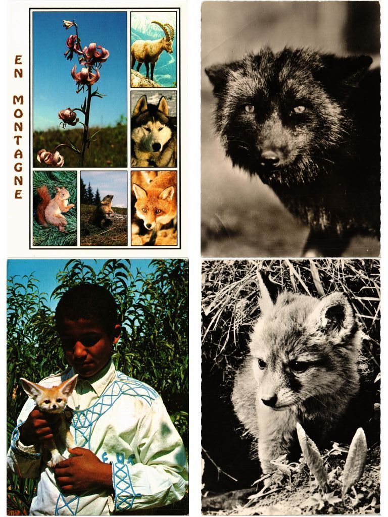 Renard, Goupil, Fox, Foxes Animaux 28 Modern CP | Europe - France ...