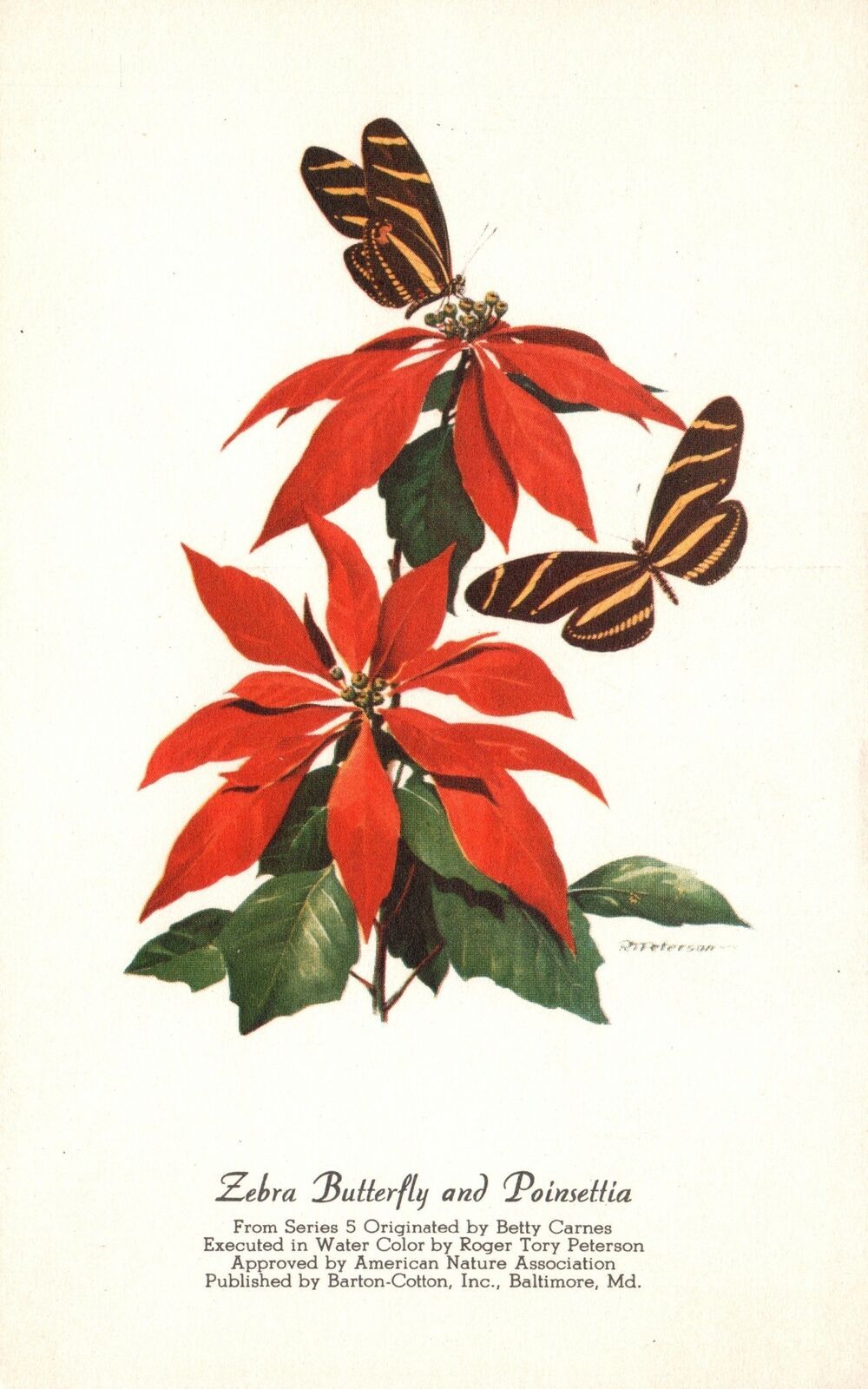 Vintage Postcard 1910's Zebra Butterfly & Poinsettia Flowers Floral ...