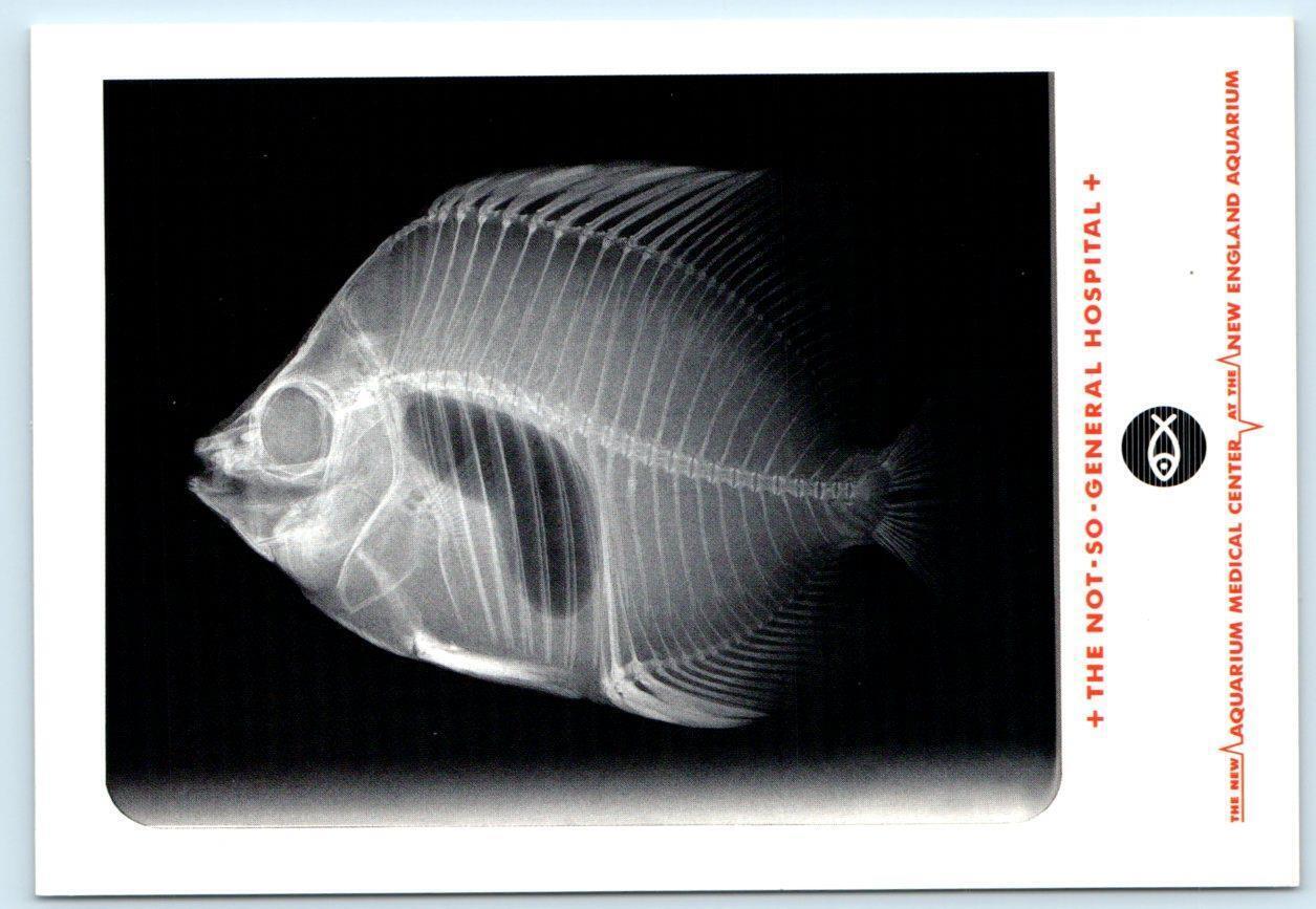 BOSTON, MA ~ Medical Center NEW ENGLAND AQUARIUM Fish Skeleton 4"x6 ...