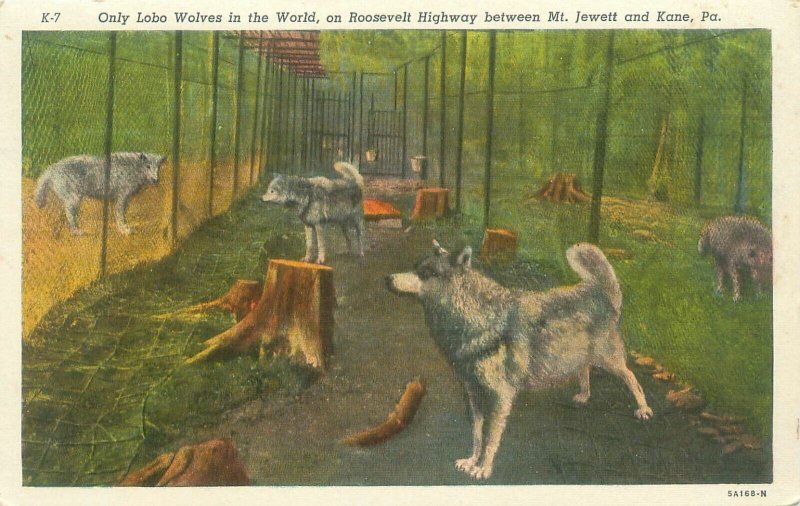 Only Lobo Wolves in the World Wolf Pack Roosevelt Highway Kane PAj WB ...