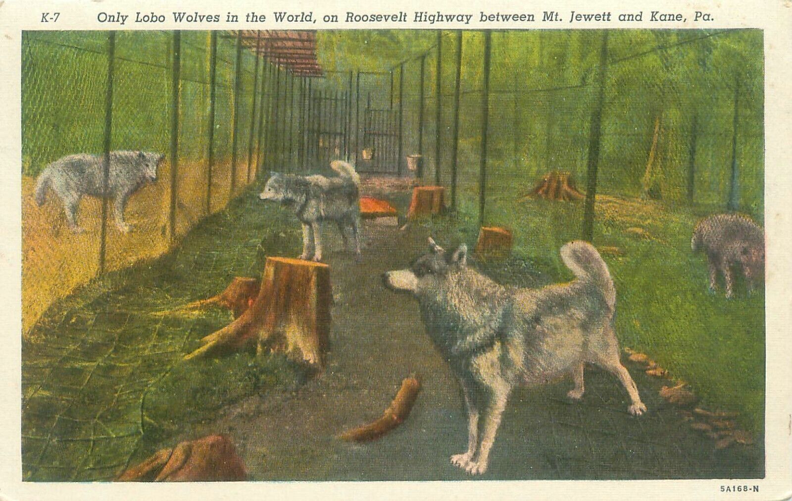 Only Lobo Wolves in the World Wolf Pack Roosevelt Highway Kane PAj WB ...