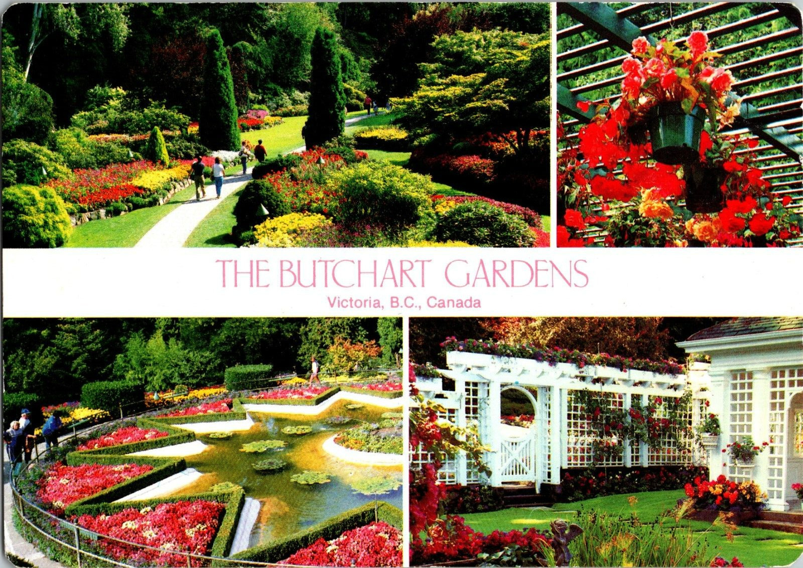Vintage 80s Postcard Butchart Gardens Sunken Garden Begonia Bower Star ...