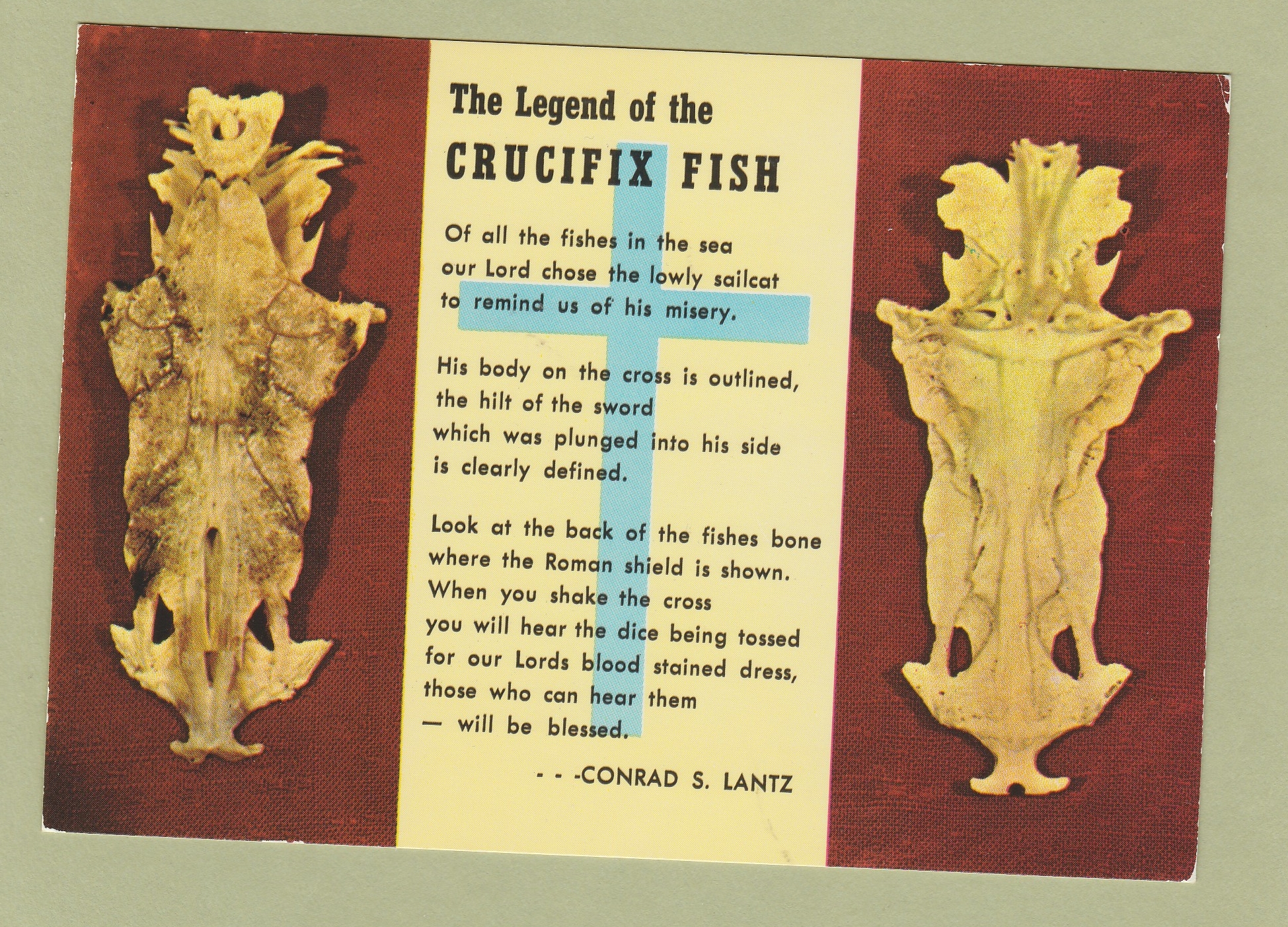 Legend of Crucifix Fish Postcard Skeleton Story Poem Florida Conrad S ...