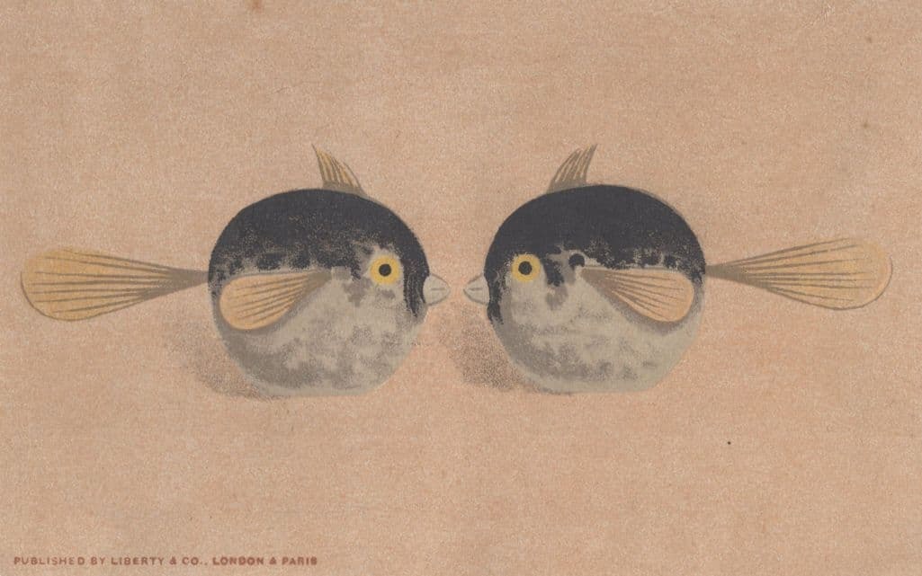 Two Cute Fat Fish Meeting In Tank Old Comic Fishes Postcard | Topics ...