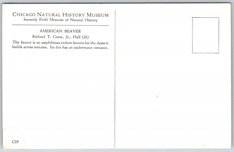 Chicago Illinois 1950s Postcard Chicago Natural History Museum American ...