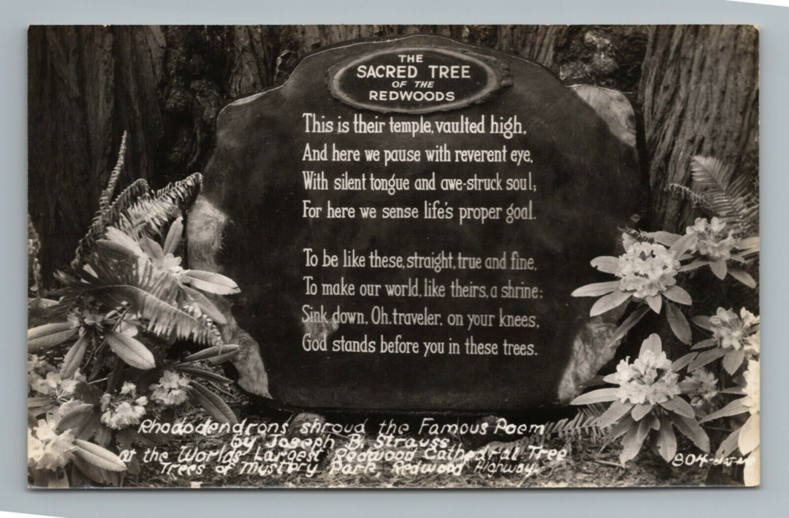 The Sacred Tree of the Redwoods Poem RPPC Real Photo Vintage Postcard ...