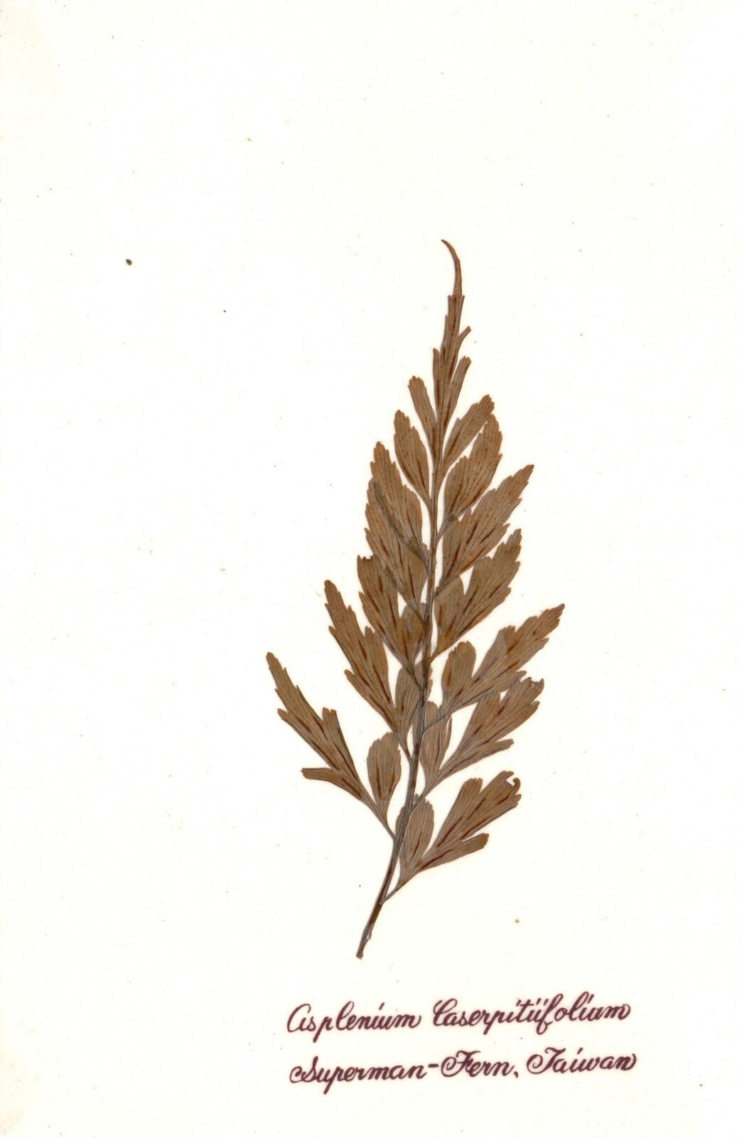Vintage Postcard Asplenium Laserpitufolium Superman-Fern Plant Taiwan ...